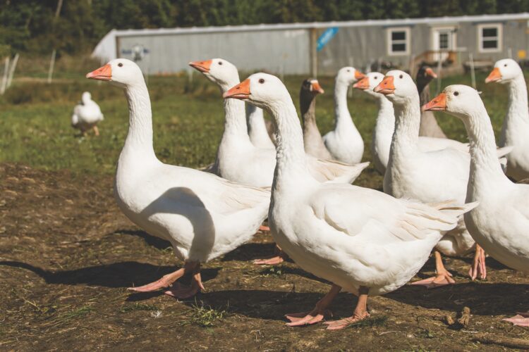Keeping Geese: From Gosling to Goose - Grit